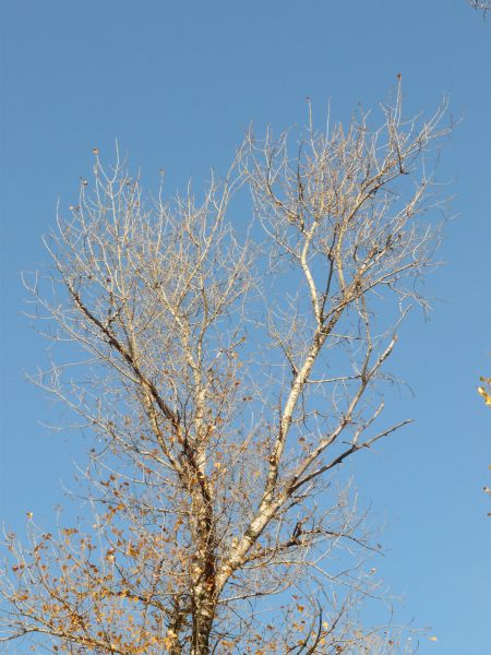 branch texture 0001 - Texturelib