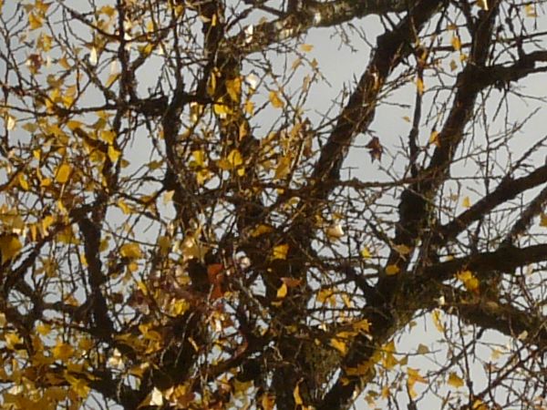 branch texture 0002 - Texturelib