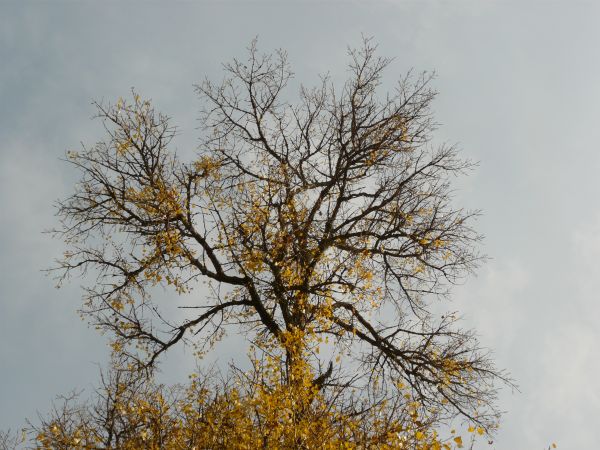 branch texture 0002 - Texturelib