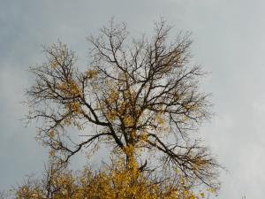 branch textures - Texturelib