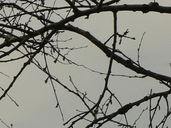 branch texture 0007 - Texturelib