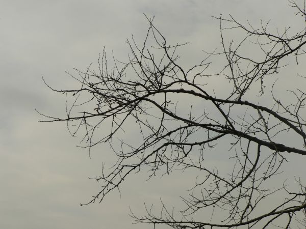 branch texture 0007 - Texturelib