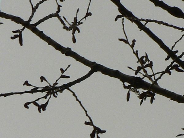 branch texture 0007 - Texturelib