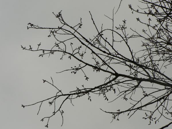 branch texture 0007 - Texturelib