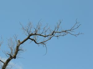 branch textures - Texturelib