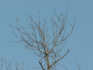 branch textures - Texturelib