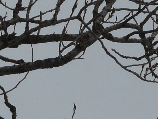 branch texture 0023 - Texturelib