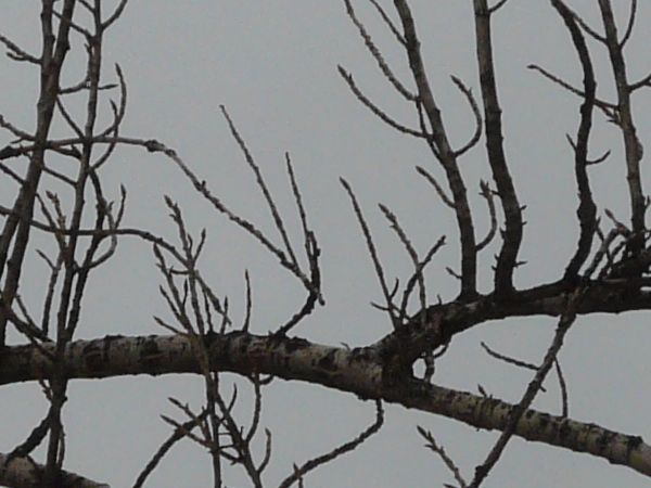 branch texture 0024 - Texturelib