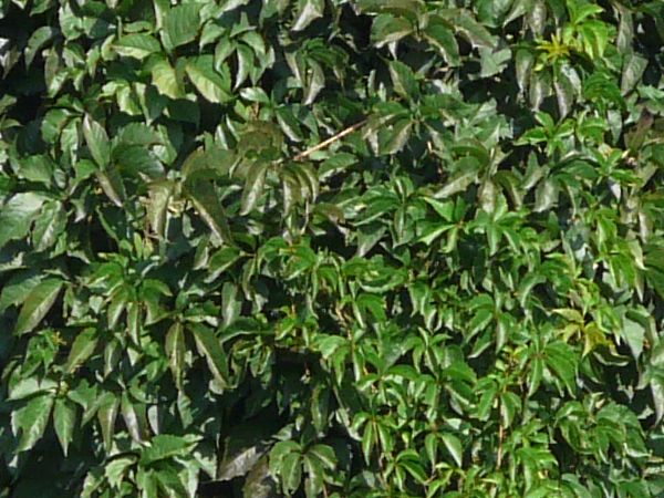 texture 0001 - Texturelib