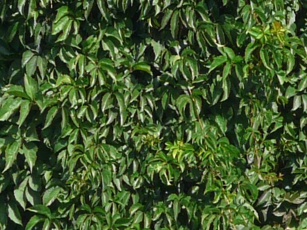 texture 0001 - Texturelib