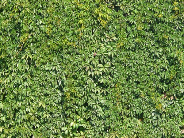 texture 0002 - Texturelib