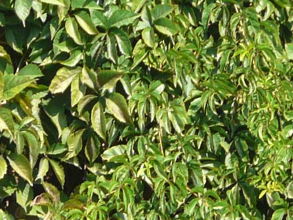 texture 0002 - Texturelib