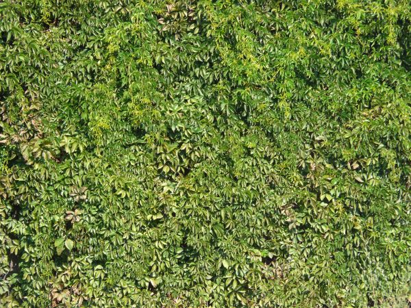 texture 0002 - Texturelib