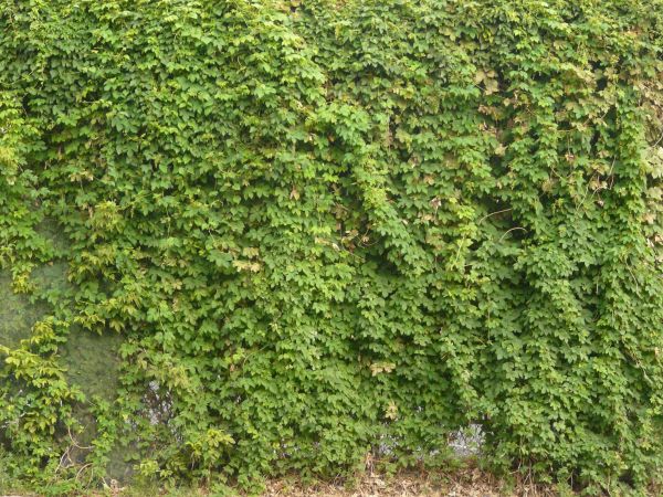 texture 0004 - Texturelib