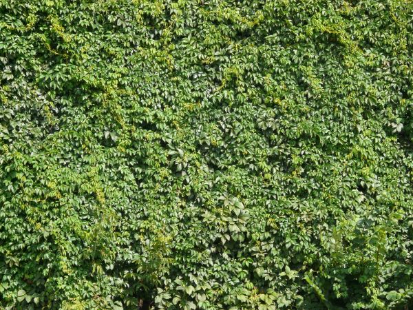 texture 0005 - Texturelib