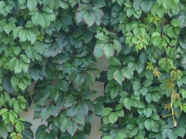 texture 0006 - Texturelib