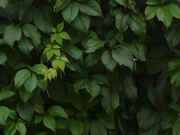 texture 0010 - Texturelib