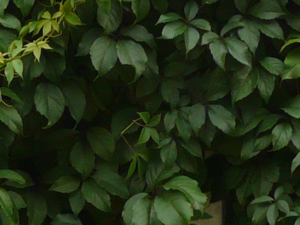 texture 0010 - Texturelib