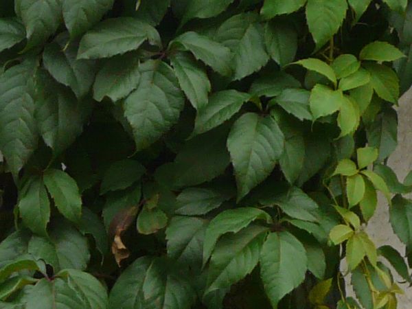 texture 0010 - Texturelib