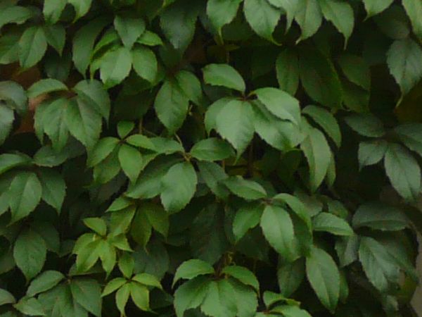 texture 0010 - Texturelib