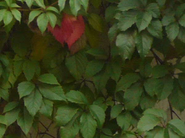 texture 0010 - Texturelib