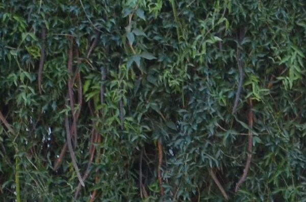 texture 0016 - Texturelib