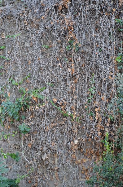 texture 0018 - Texturelib