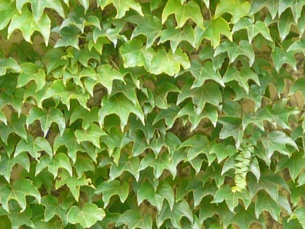 texture 0019 - Texturelib