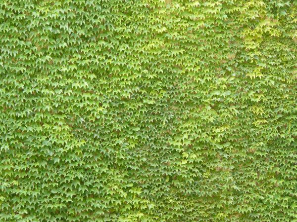 texture 0019 - Texturelib