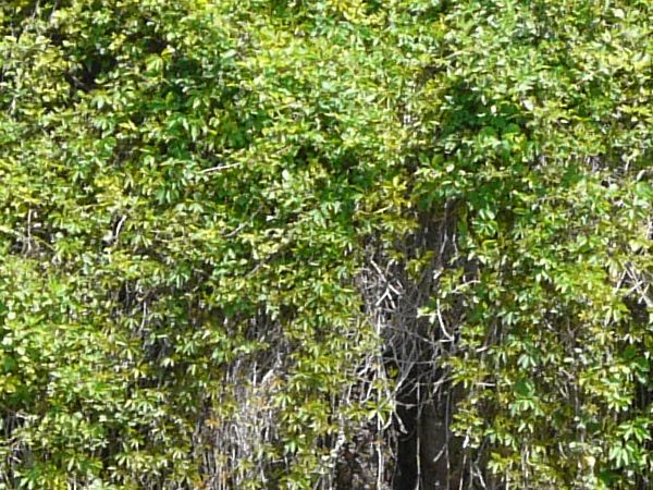 texture 0020 - Texturelib