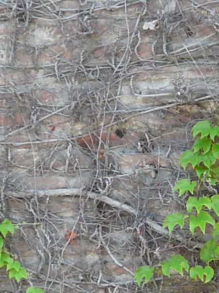 texture 0021 - Texturelib