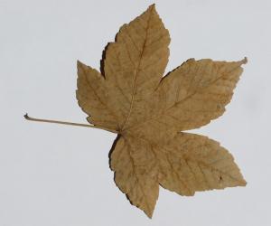 nature textures - Texturelib