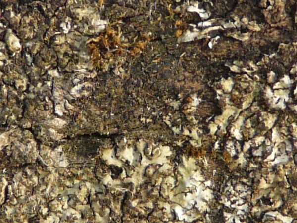 lichen texture 0001 - Texturelib