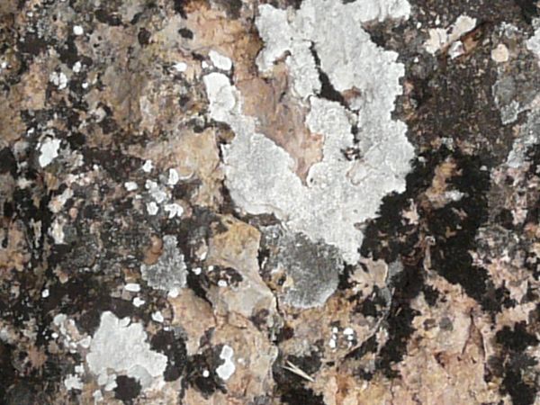 lichen texture 0002 - Texturelib