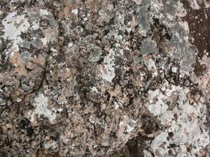 lichen textures - Texturelib