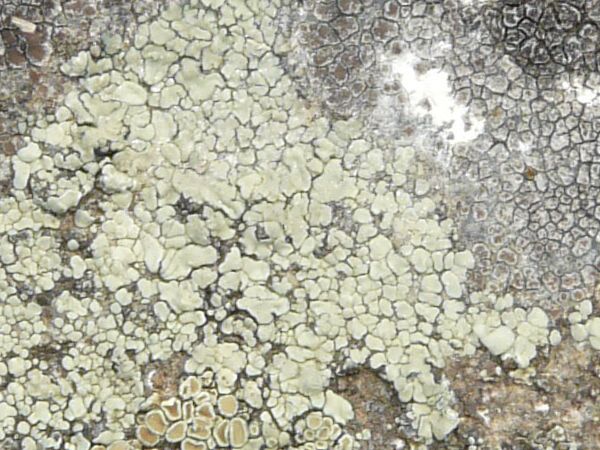 lichen texture 0003 - Texturelib