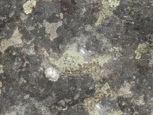 lichen textures - Texturelib