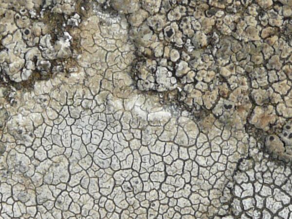 lichen texture 0003 - Texturelib