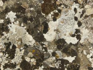 lichen textures - Texturelib