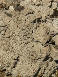 lichen textures - Texturelib