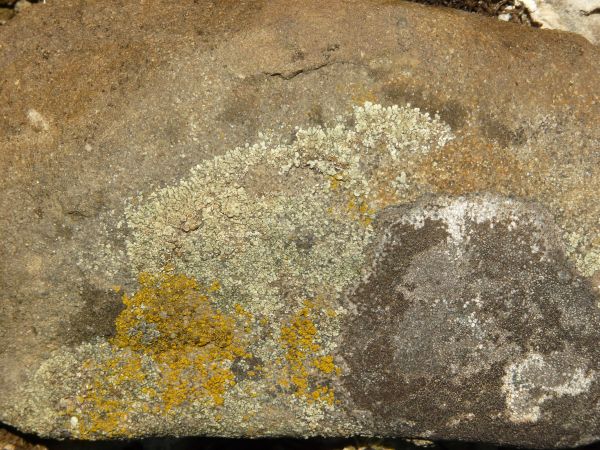 lichen texture 0006 - Texturelib