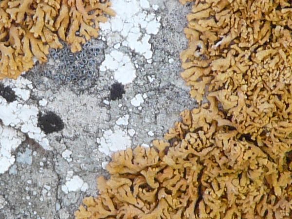 lichen texture 0007 - Texturelib