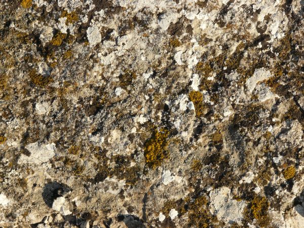 lichen texture 0008 - Texturelib