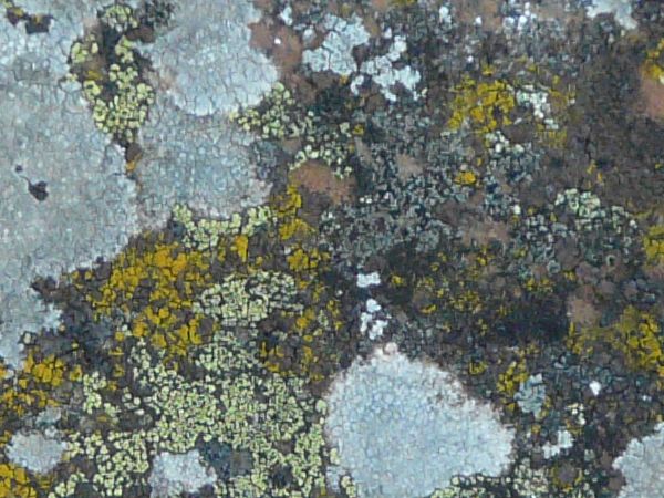 lichen texture 0009 - Texturelib