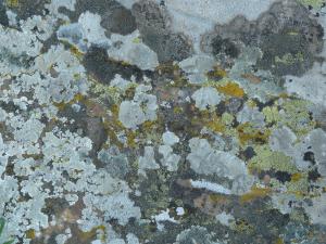 lichen textures - Texturelib