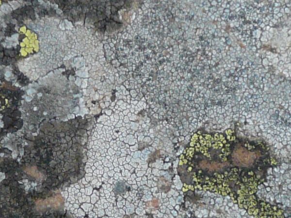 lichen texture 0010 - Texturelib