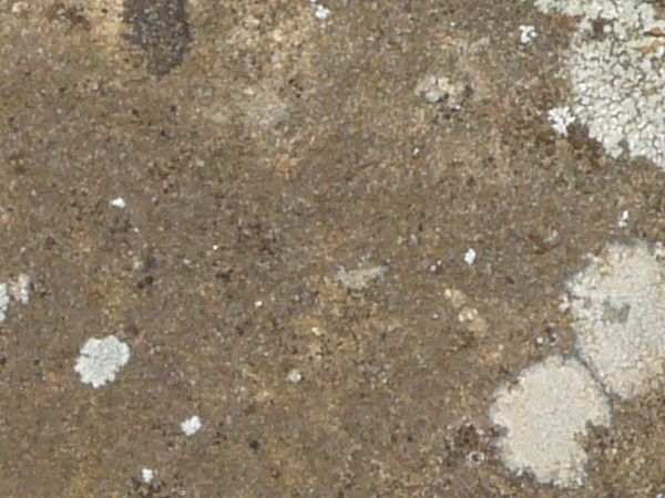 lichen texture 0011 - Texturelib