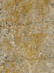 lichen textures - Texturelib