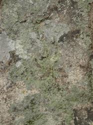 lichen textures - Texturelib