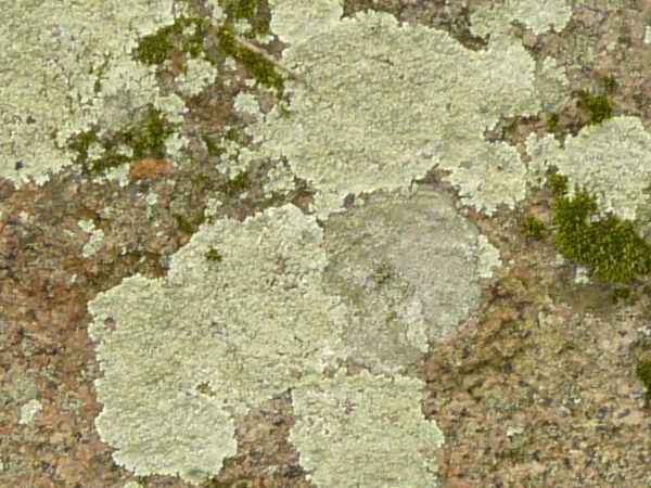 lichen texture 0015 - Texturelib